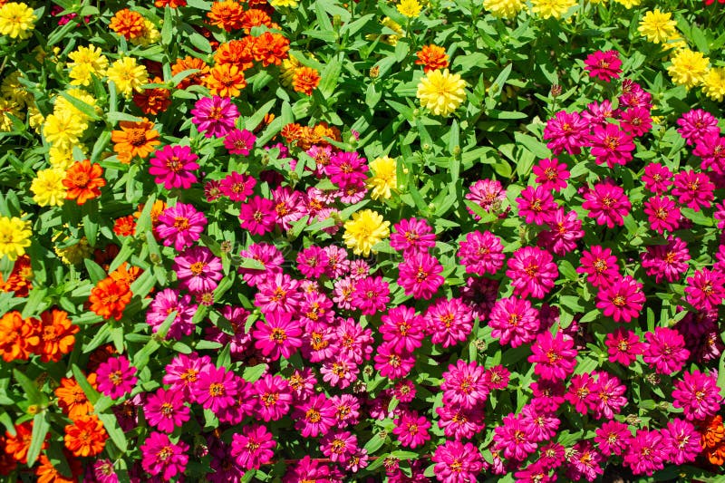 Background Image of Multi-colored Flowers Stock Image - Image of fresh ...