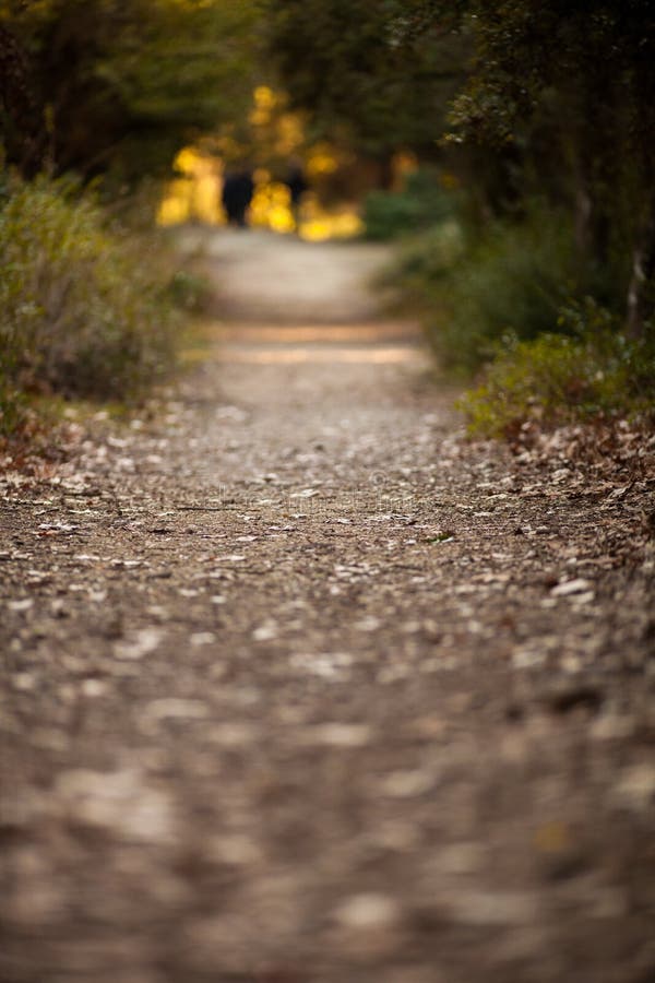 Background Image of Path in the Forest, Using a Lens that Produces Very ...