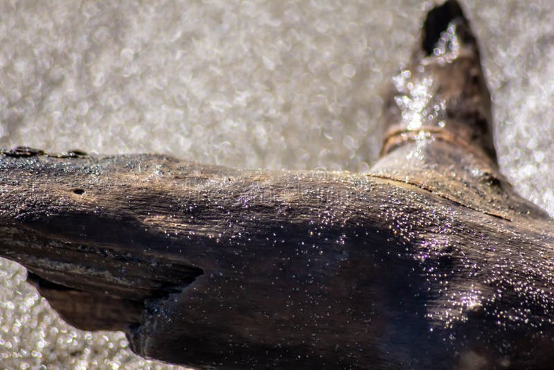 A Piece of Cut Trunk Resting on the Green Grass of a Wood Stock Image ...