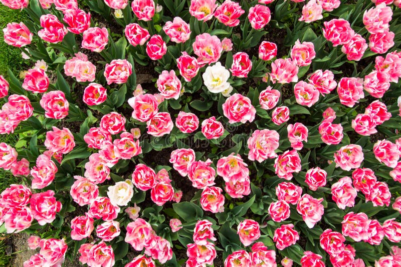 Background Image of Ping Spring Tulips in Garden Stock Photo - Image of ...