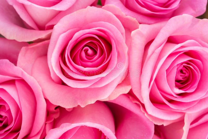 Background Image of Pink Roses Stock Image - Image of lovely, flora ...