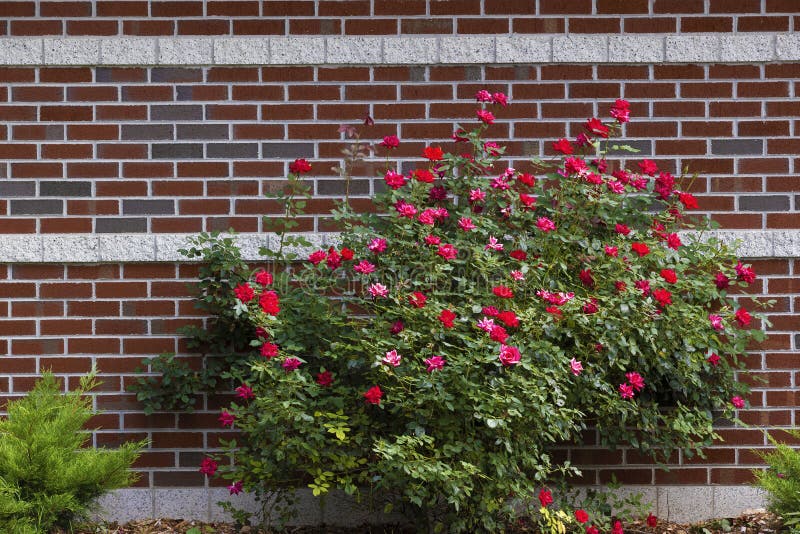 Background Image of Red Rose Bush in Front of Brick Wall Stock Photo ...