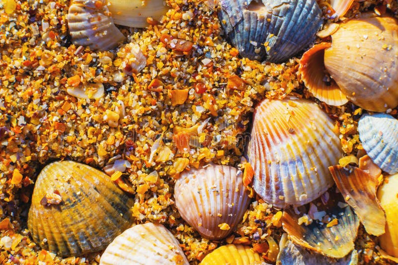 Background Image of Sea Sand, Fine Beach Sand and Shells. Sunset or ...