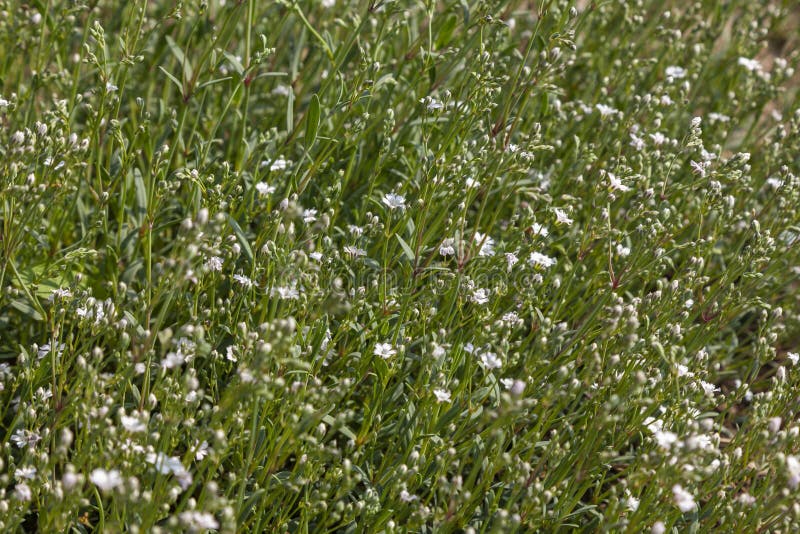 Background Image - Small White Flowers Grow in the Meadow Stock Image ...