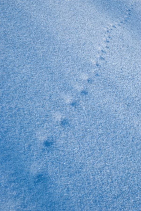 Background Image with Snow Texture. Footprints in the Snow. Stock Photo ...
