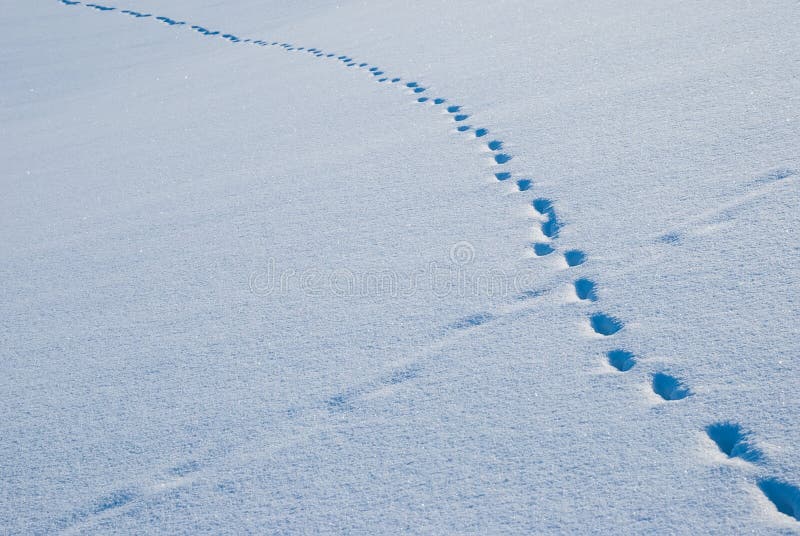 Background Image with Snow Texture. Footprints in the Snow. Stock Photo ...