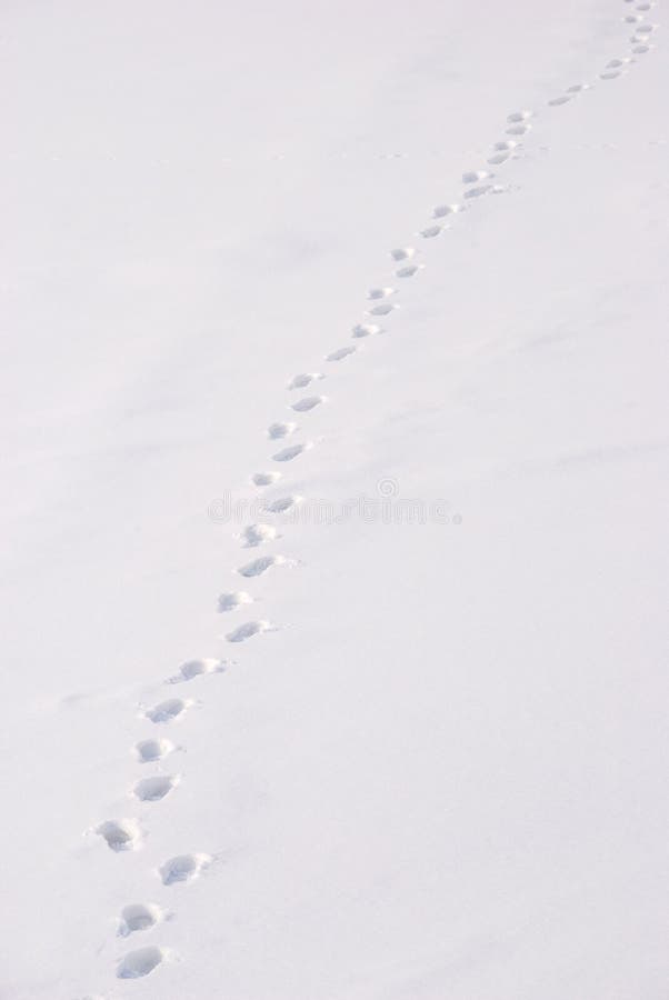 Background Image with Snow Texture. Footprints in the Snow. Stock Photo ...