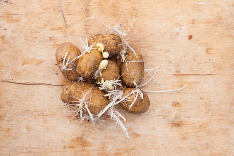 Old Potatoes with Sprouts and Roots. Stock Photo - Image of origins ...