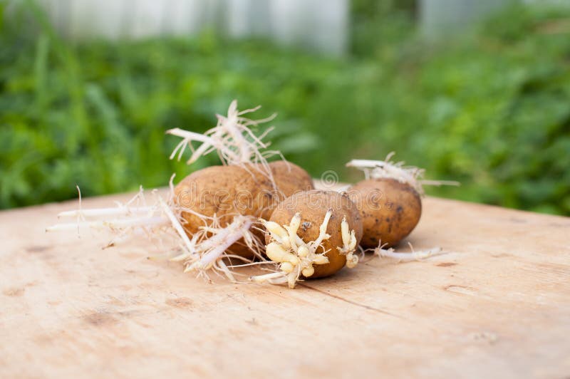 Old Potatoes with Sprouts and Roots. Stock Photo - Image of growing ...