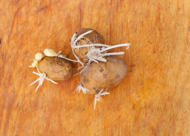 Old Potatoes with Sprouts and Roots. Stock Photo - Image of growth ...