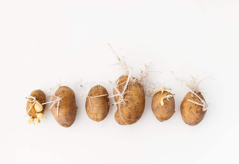Old Potatoes with Sprouts and Roots. Stock Photo - Image of growth ...