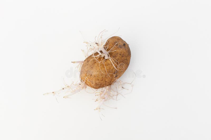 Old Potatoes with Sprouts and Roots. Stock Image - Image of gardening ...