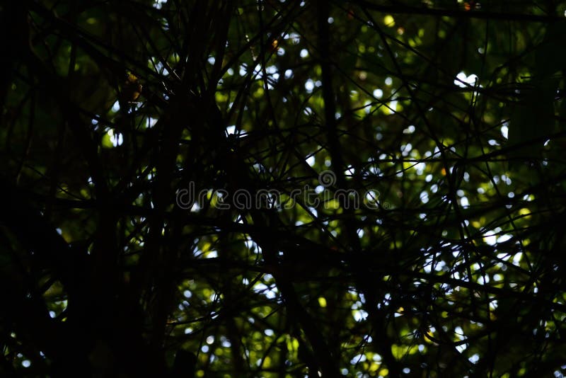 Background Image of Sunlight Dots Pass through the Woods Stock Image ...