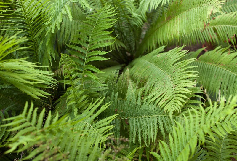The Background Image of the Bushes of Ferns. the View from the Top ...