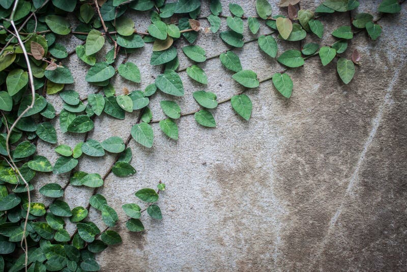 Background Image Theme Leaf Stock Photo - Image of lens ...