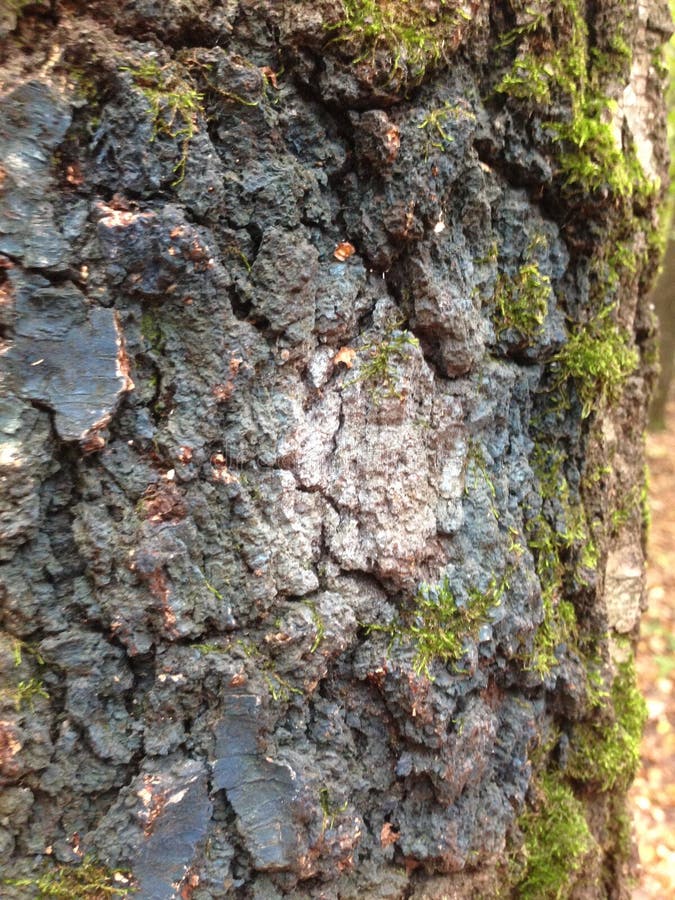 Background Image of Tree Bark and Roots. the Terrible Face of a Monster ...