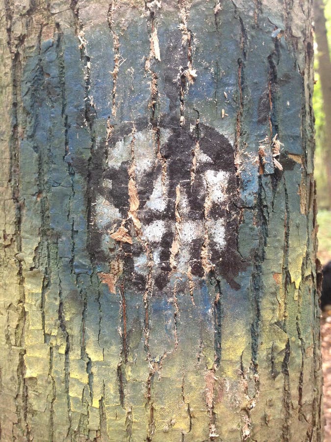 Background Image of Tree Bark and Roots. the Terrible Face of a Monster ...