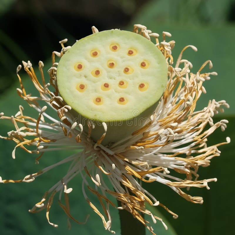 Blooming Lotus in the Volga Delta in Russia Stock Photo - Image of ...