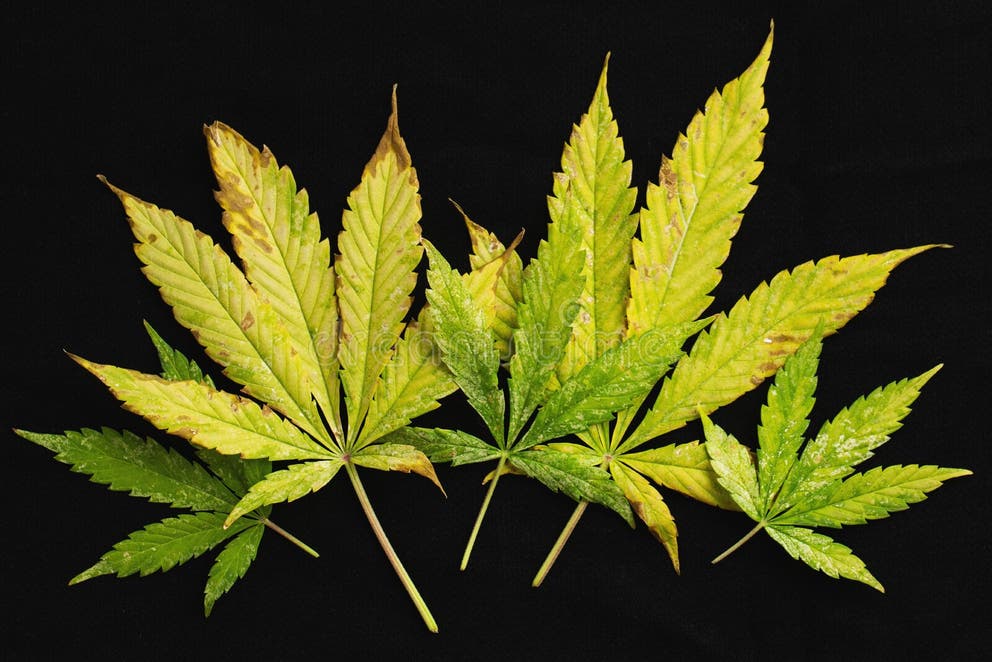 Background of of Incomplete Marijuana Leaves and Sick with ...