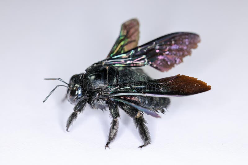 Background of Insects Entomology in Laboratory. Stock Image - Image of ...