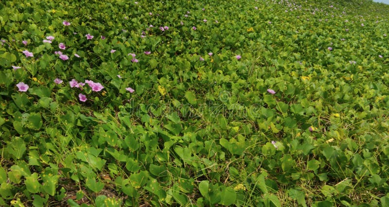 Background of Ipomoea Pes-caprae Plants Stock Image - Image of flower ...