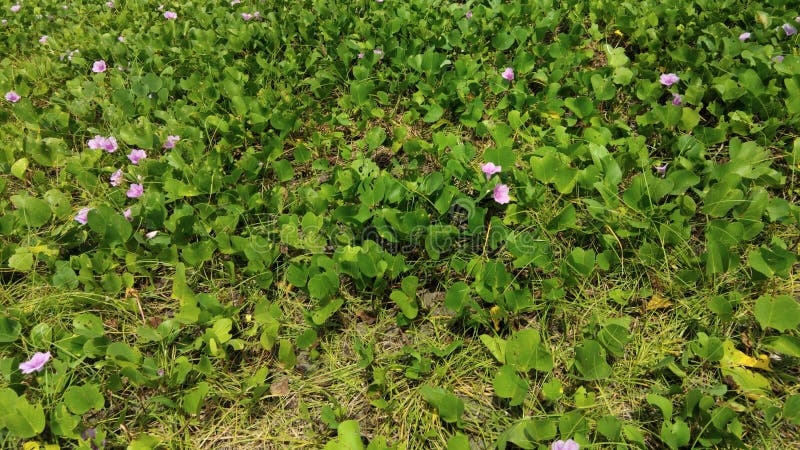 Background of Ipomoea Pes-caprae Plants in the Beach Stock Image ...