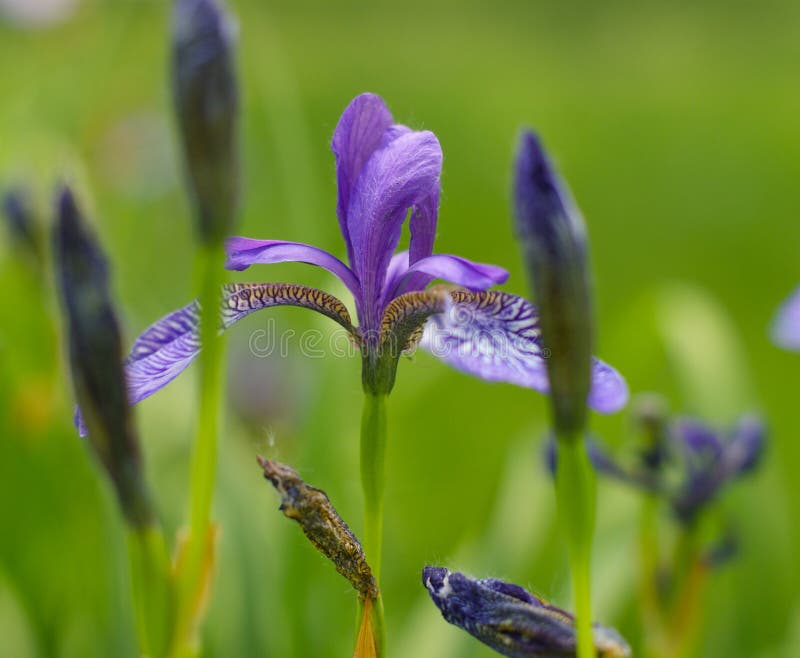 Iris Luck Stock Photos - Free & Royalty-Free Stock Photos from Dreamstime