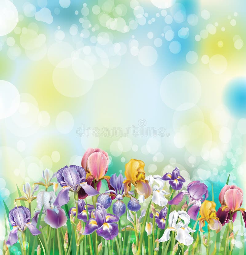 Background with Iris Flowers Stock Vector - Illustration of green ...