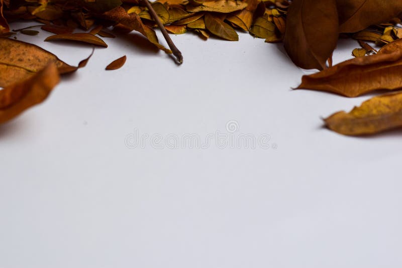 Background of Isolated Autumn Leaves - Place for Your Design, Text ...