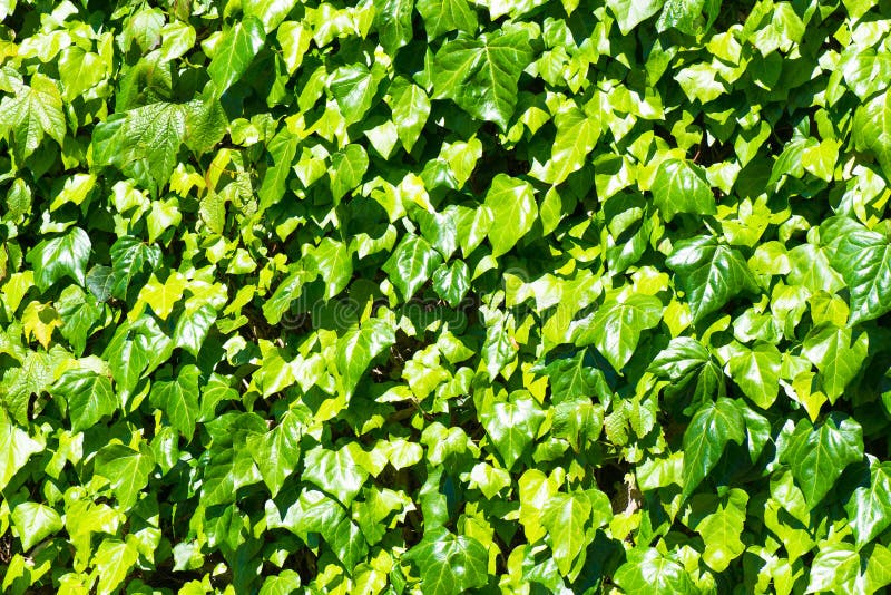 Background of ivy leaves stock image. Image of decorative - 71895787