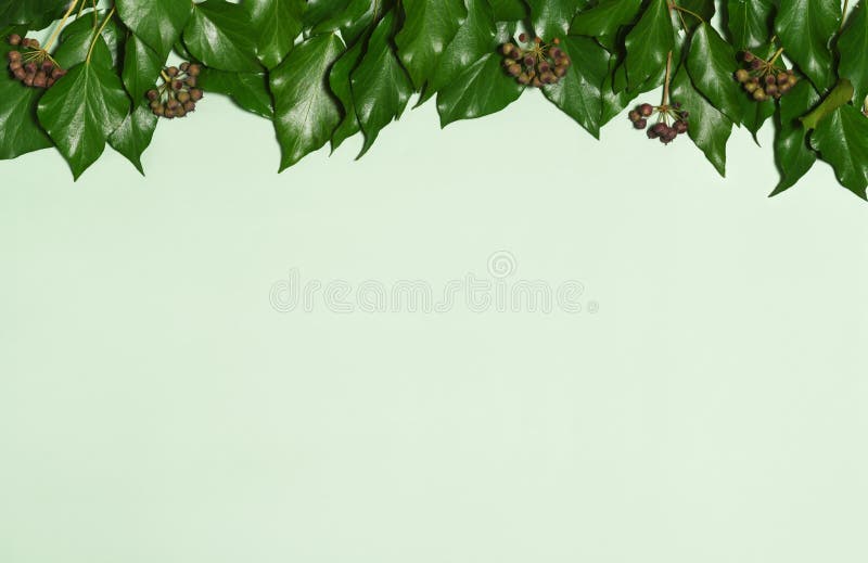 Background with ivy leaves stock image. Image of decoration - 264012857