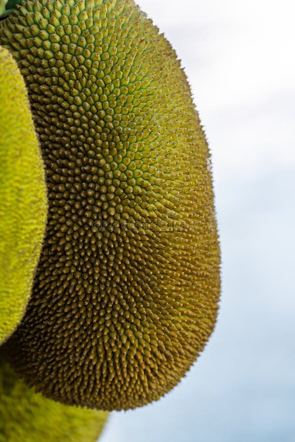 Background of Jackfruit Texture Stock Photo - Image of shell, jackfruit ...