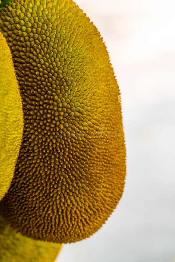 Texture of jackfruit stock photo. Image of delicious - 24325504