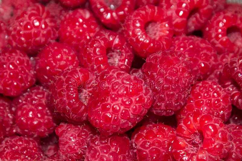 Background of Juicy Red Raspberry Berry Close-up Stock Image - Image of ...