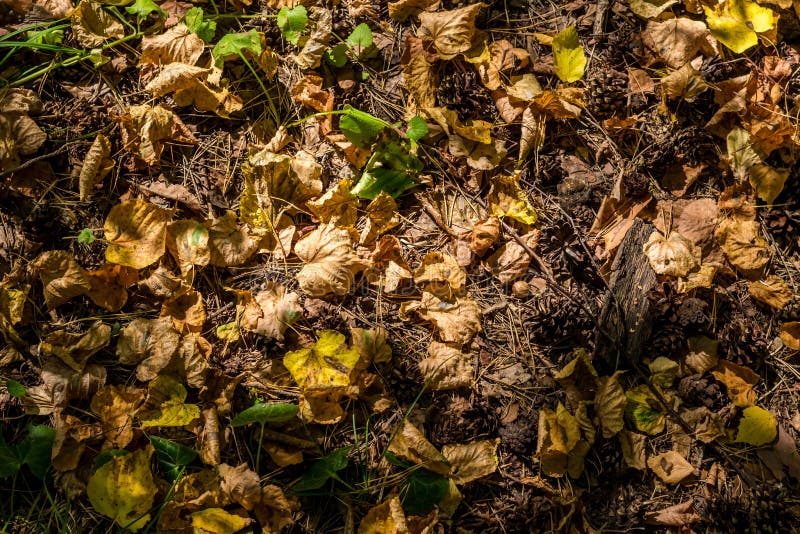 Background of the Land with Fallen Leaves Stock Image - Image of ...
