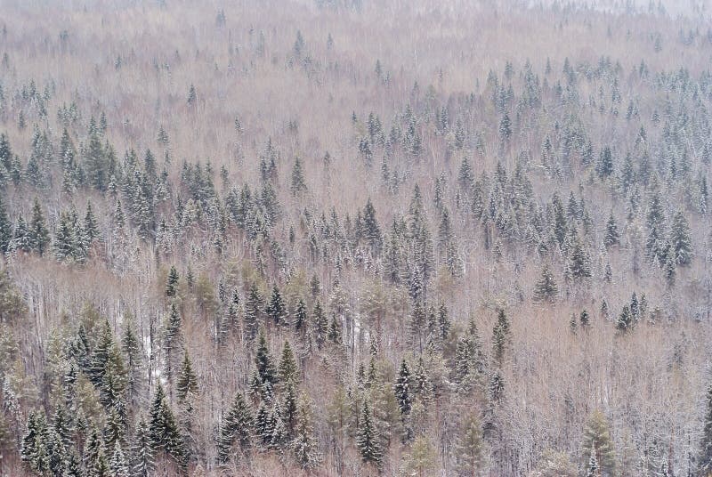 Background, Landscape - Snowy Winter Forest Stock Photo - Image of ...