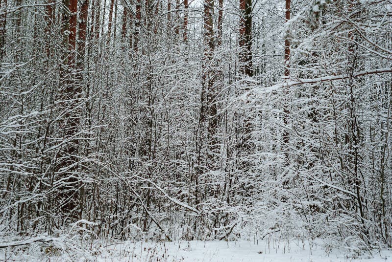 Winter Forest after Snowfall Stock Photo - Image of nature, branches ...