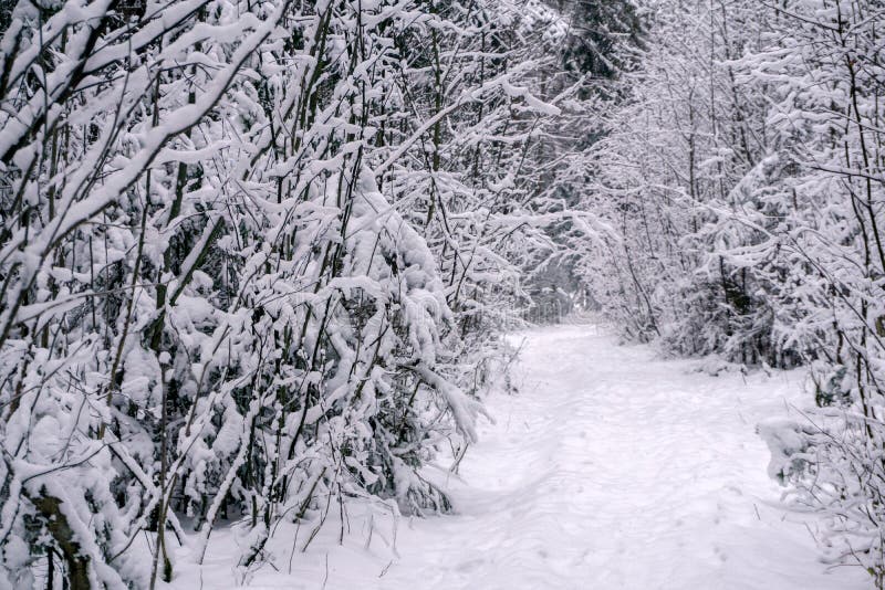 Winter Forest after Snowfall Stock Photo - Image of nature, berries ...
