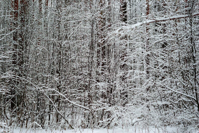 Winter Forest after Snowfall Stock Image - Image of landscape ...