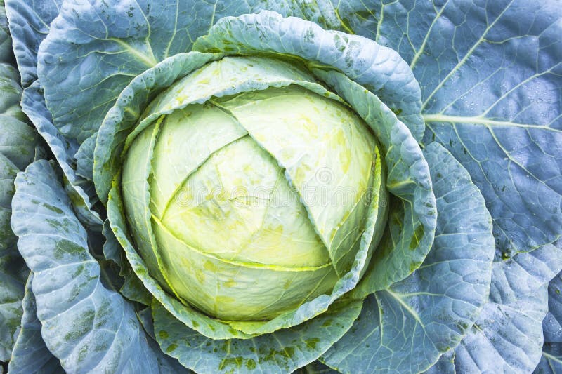 Background a Large Cabbage Head with Leaves in the Ground Stock Photo ...