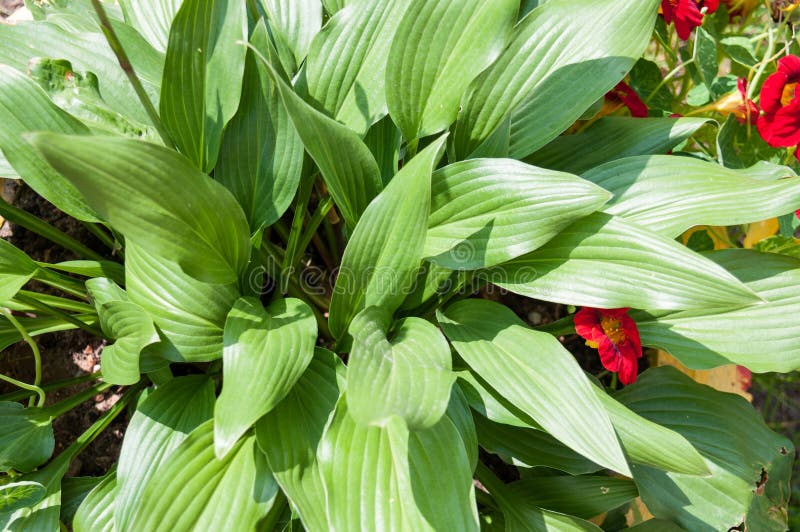 Background of Large Leaves of a Plantain Host Flower Stock Image ...