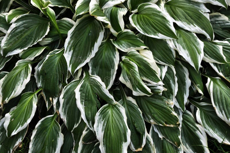 Background with Large Leaves Stock Image - Image of design, white: 75225117