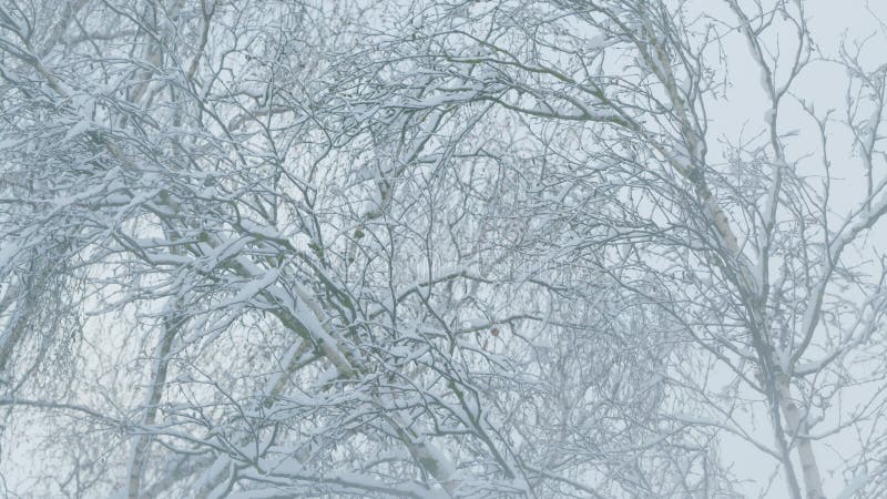 Background of a Large Number of Branches and Snow. Tree Leaves Covered ...