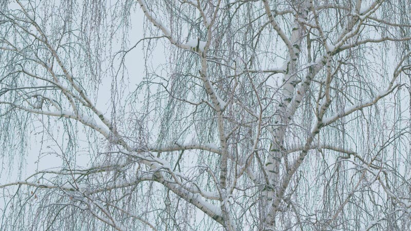 Background of a Large Number of Branches and Snow. Tree Leaves Covered ...