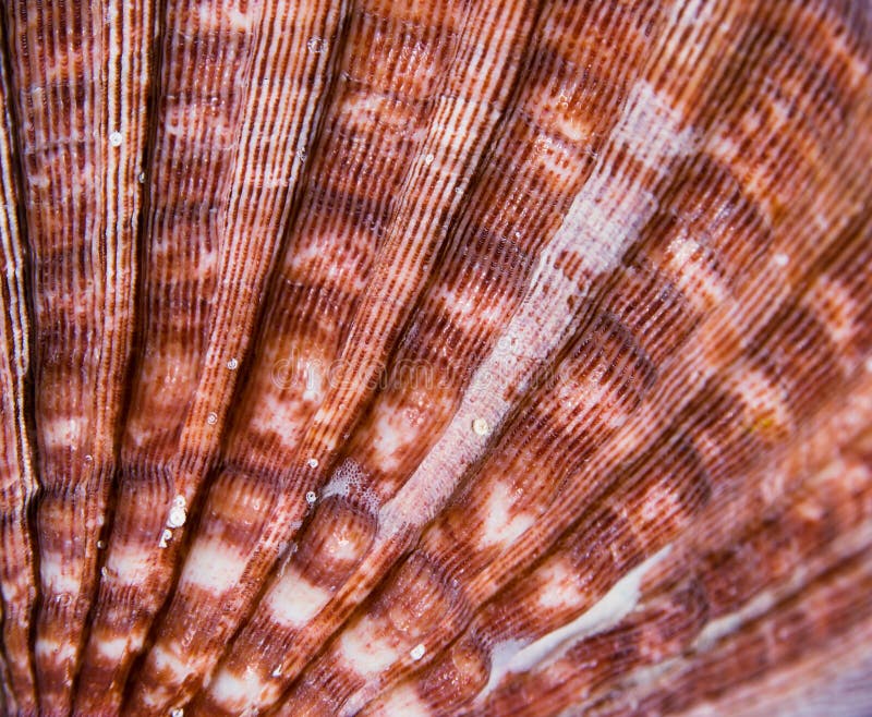 Large Scallop Shells.Seashell Comb Venus a Dark Background. Seashell ...