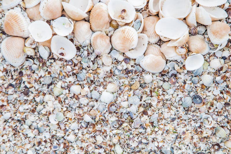 Background, Large Shells on the Upper Half of the Photo Stock Photo ...