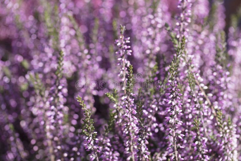 Background Lavender Close Up. Stock Image - Image of bright, background ...