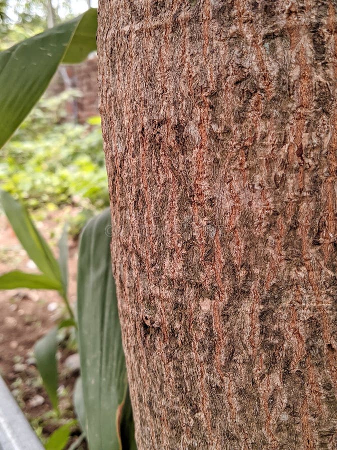 Background.a Layer of Textured Bark on a Brown Tree Trunk Stock Photo ...