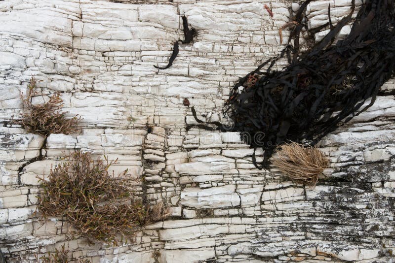 Background of Layered Limestone with Algae Stock Photo - Image of ...