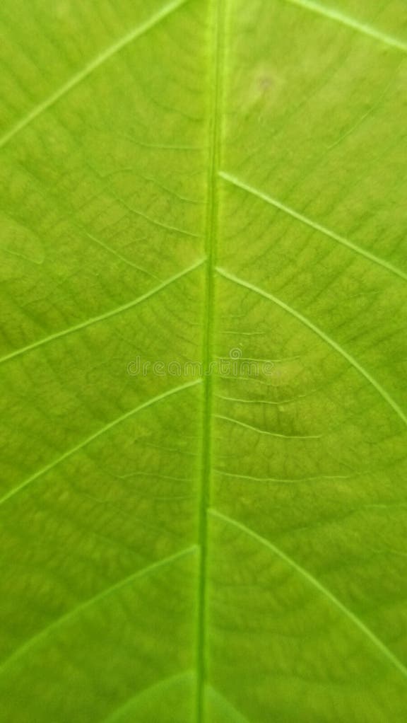 Background of Leaf Close Up Stock Photo - Image of tree, grass: 368413112